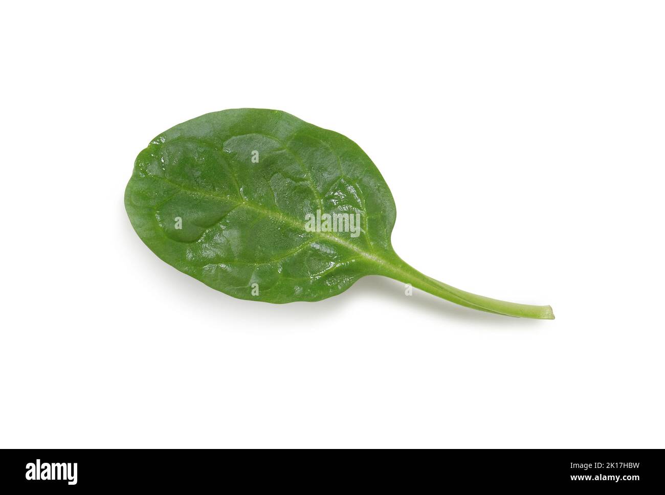 Single spinach leaf isolated on white background with clipping path cut ...