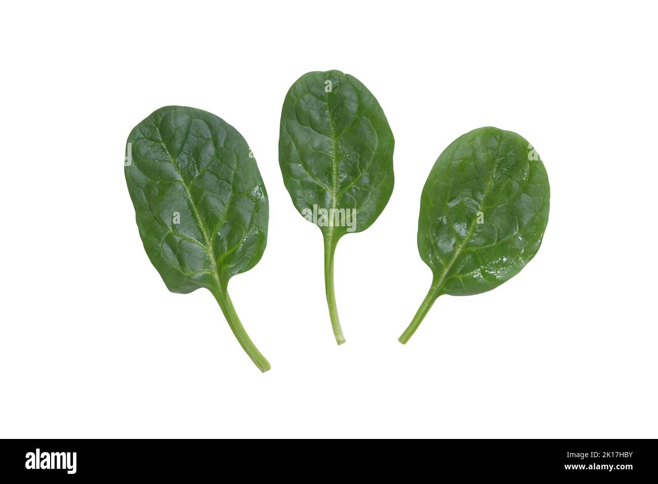 Three spinach leaves shot from above, isolated on white background with ...