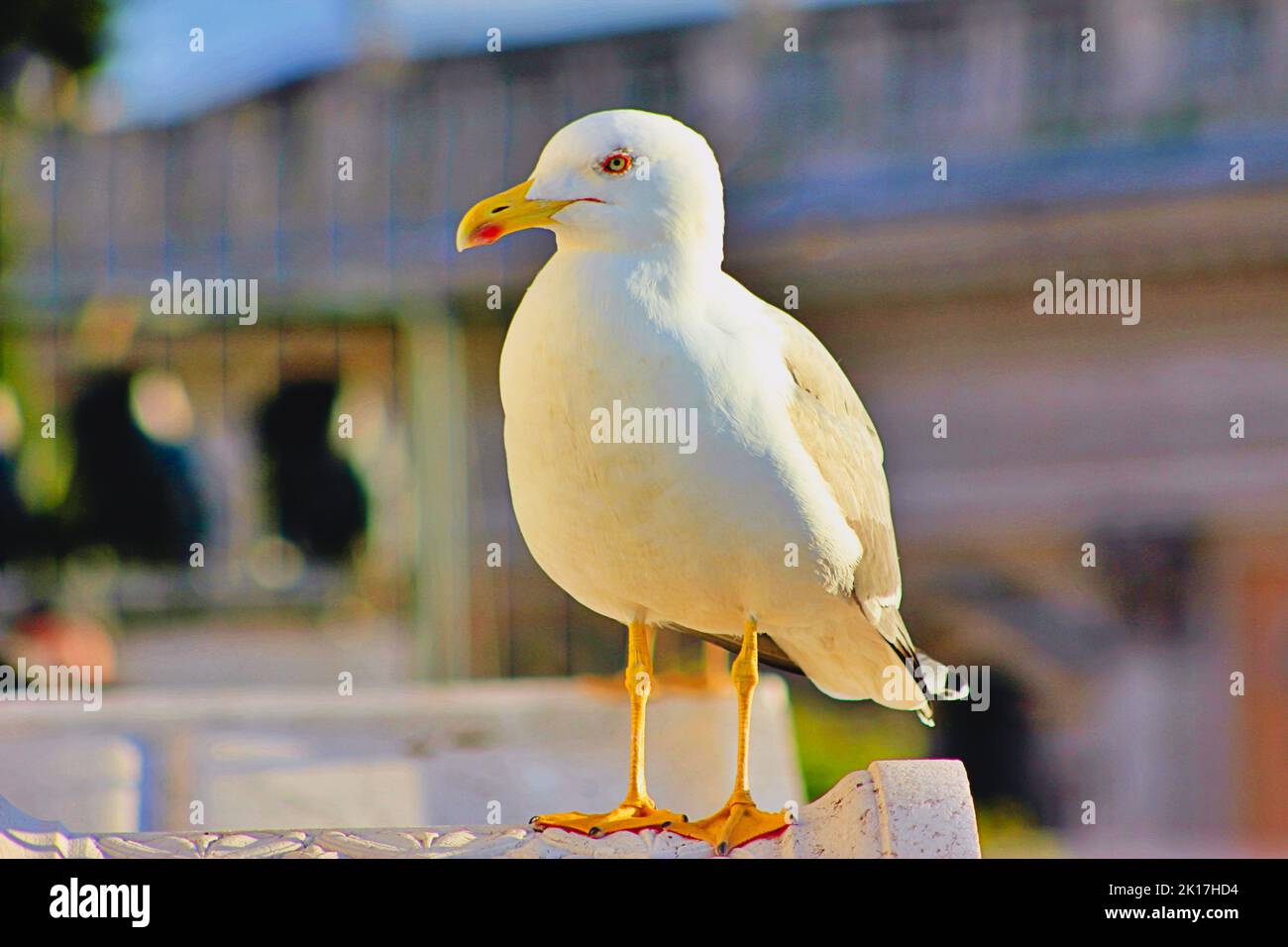 Bird stalking hi-res stock photography and images - Alamy