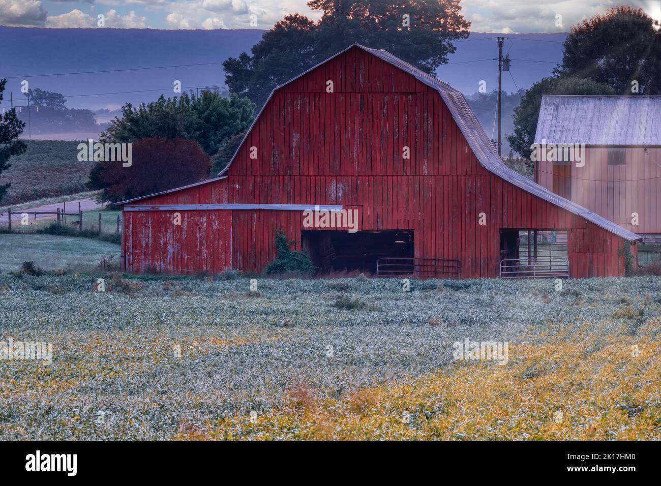 Tennessee farm soybean hi-res stock photography and images - Alamy