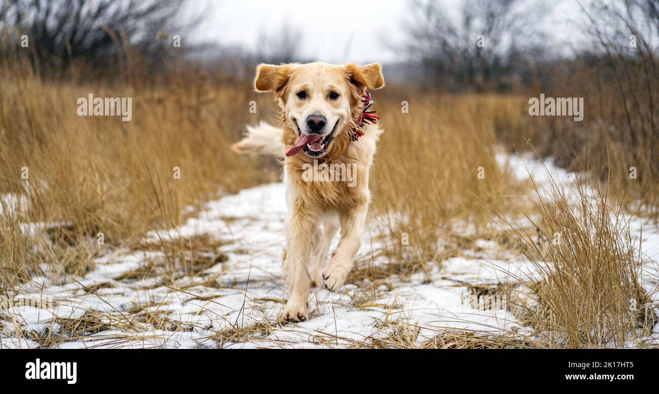 Golden retriever dog walking in the winter field Stock Photo - Alamy