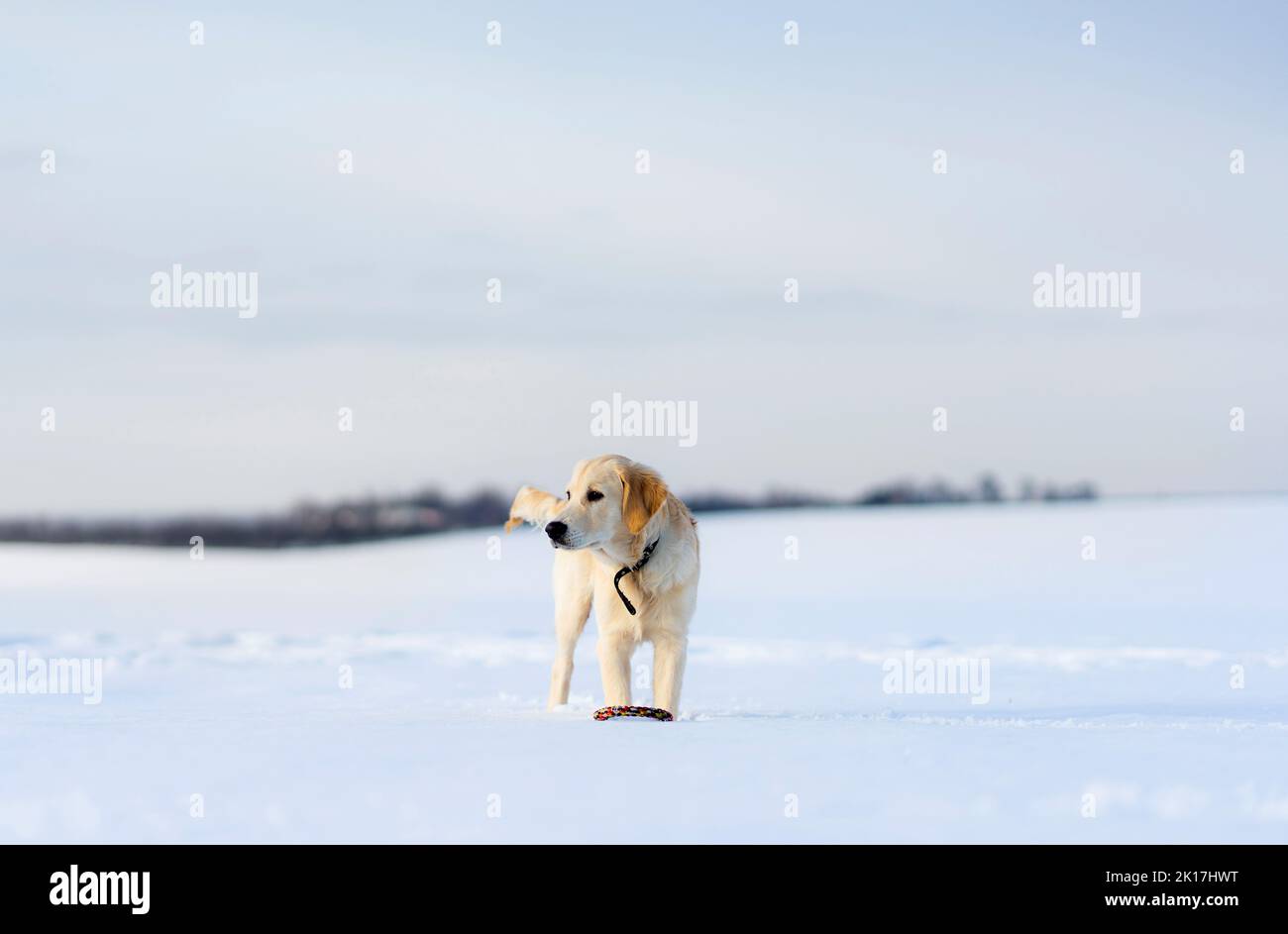 Dog during winter walk Stock Photo - Alamy
