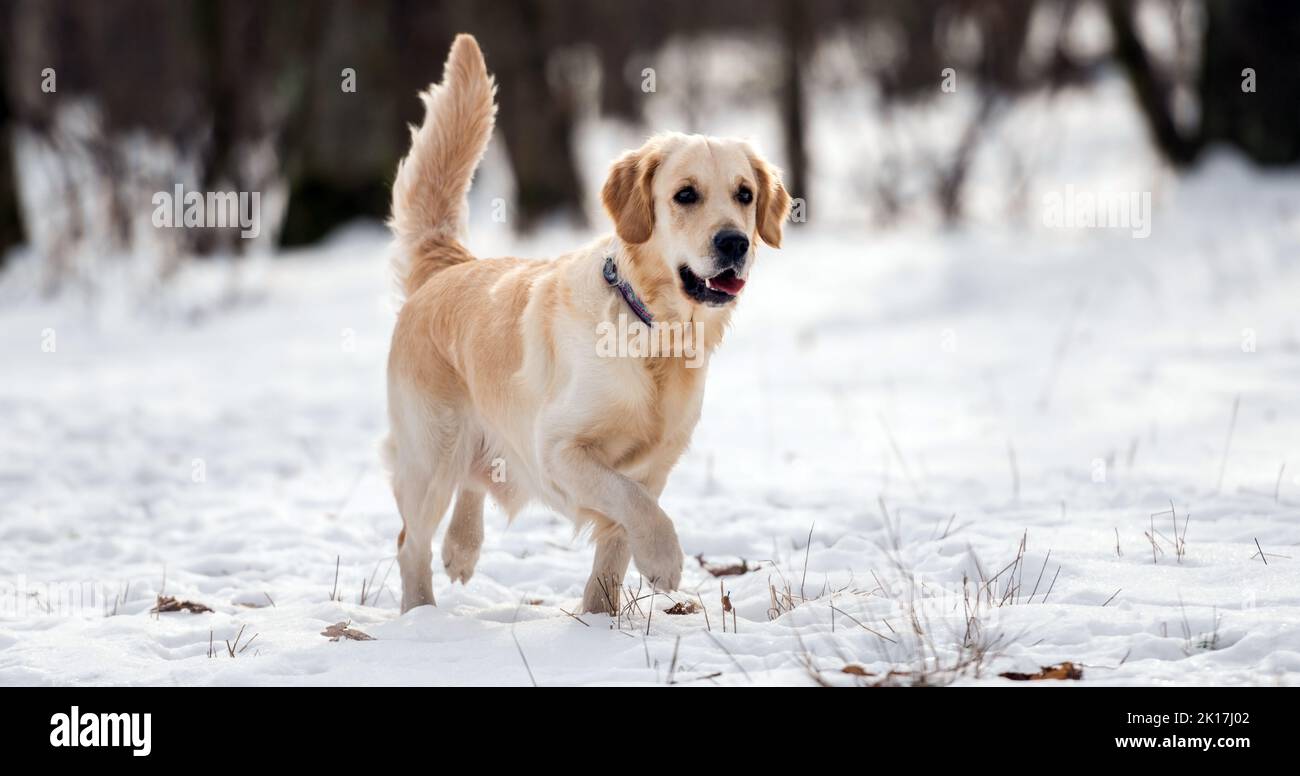 Golden labrador tail hi-res stock photography and images - Alamy