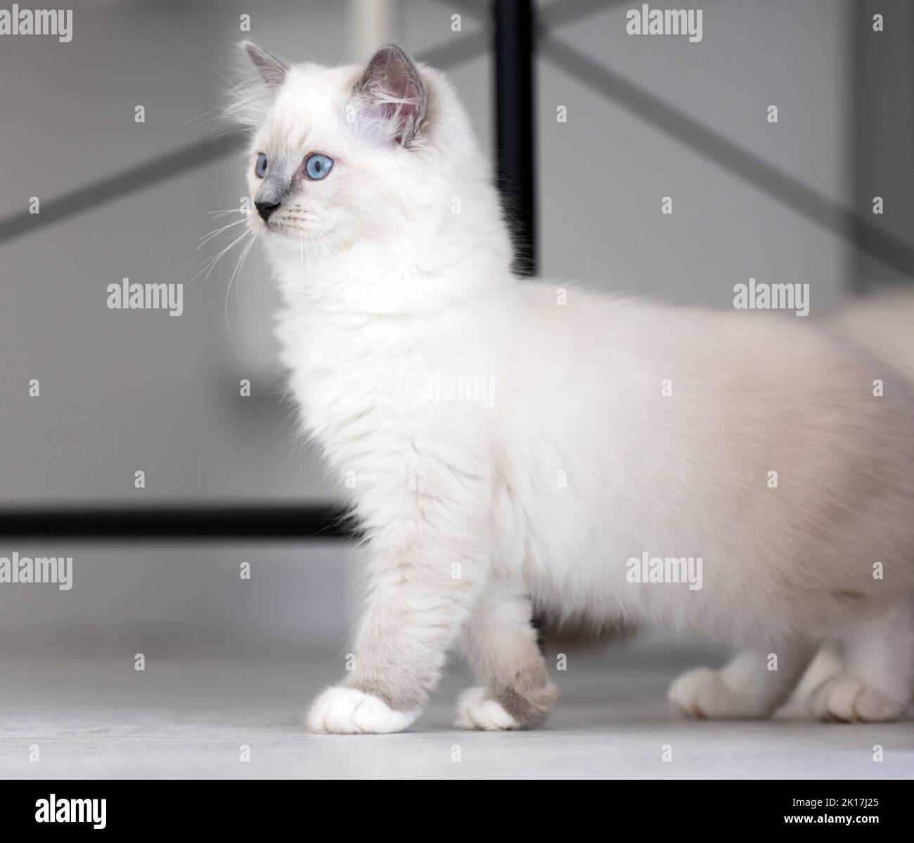 Ragdoll cat outdoors Stock Photo - Alamy