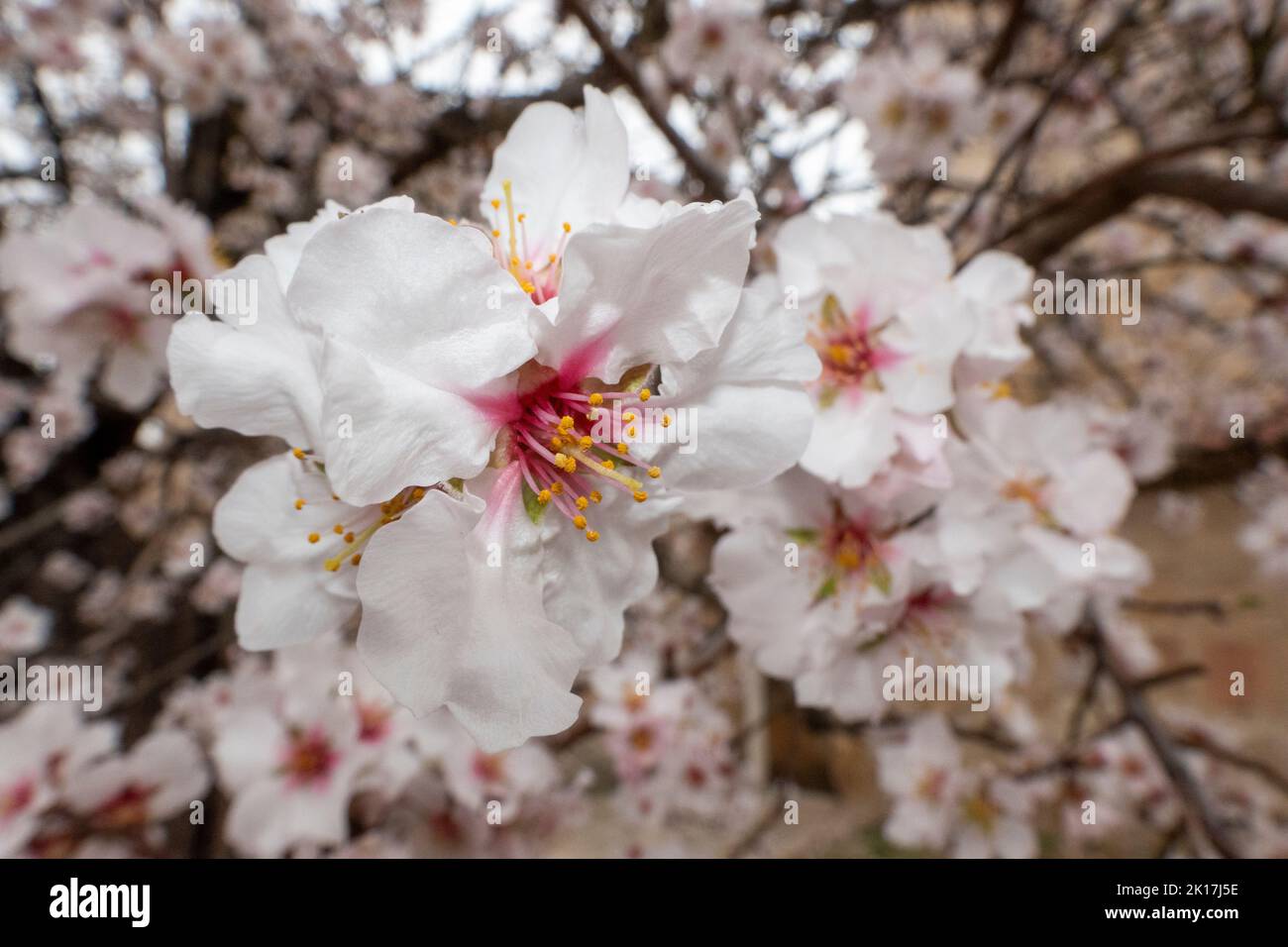 Cerezo cherry tree hi-res stock photography and images - Alamy