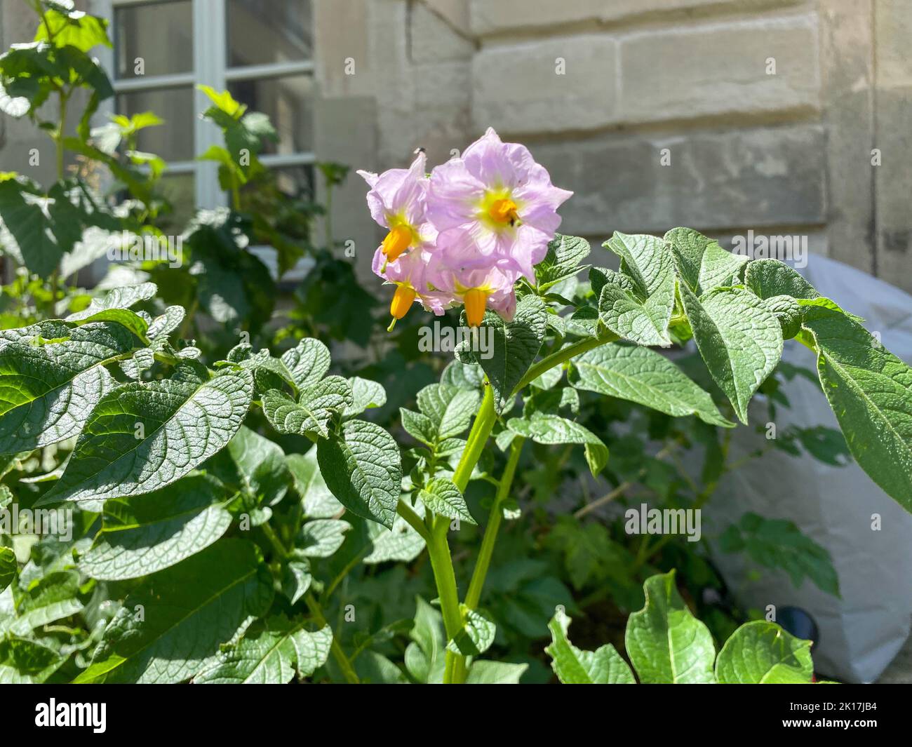 A potato plant that blooms and Thats flowering in garden vegetable ...