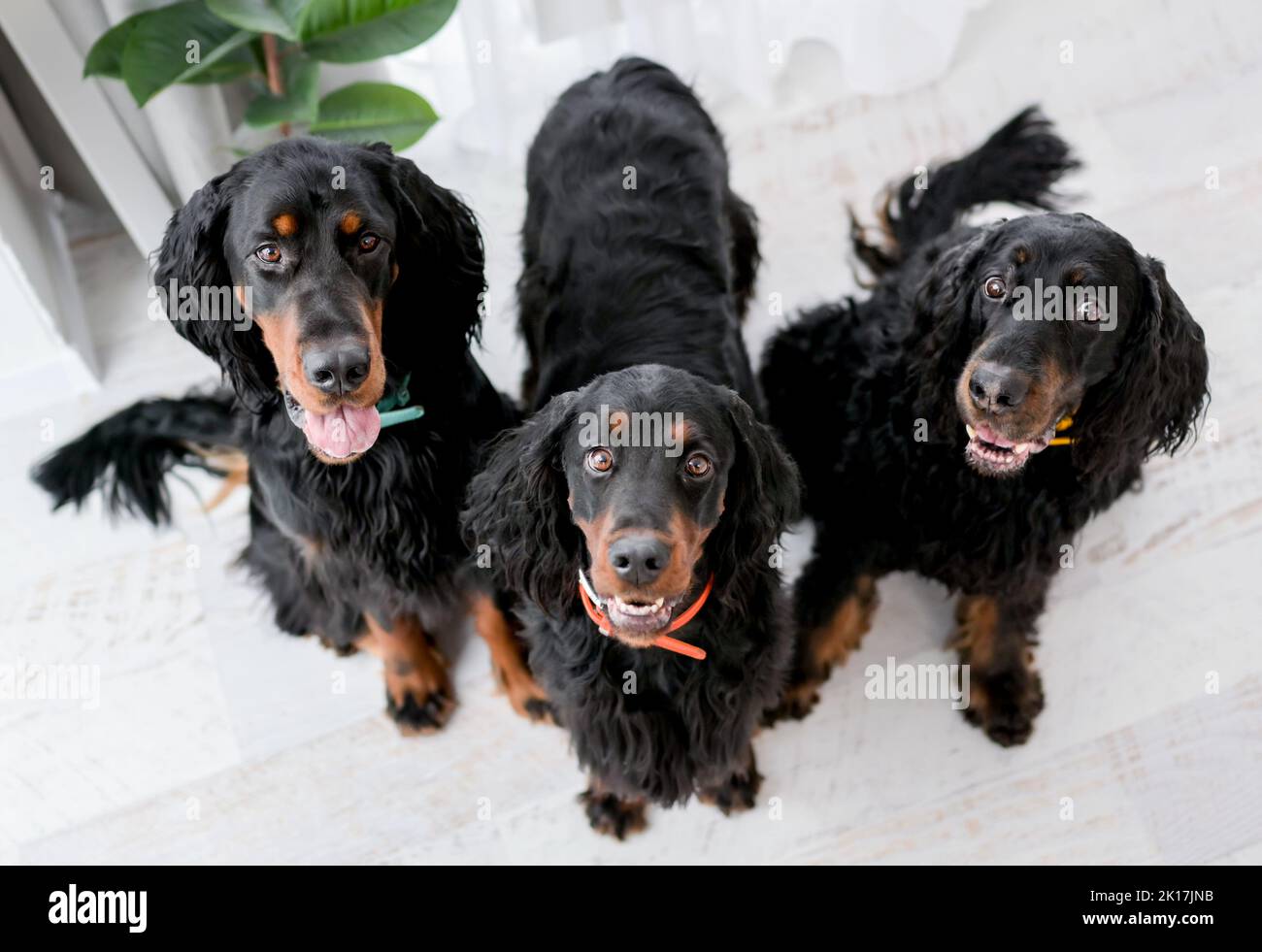 Setter dogs at home Stock Photo - Alamy