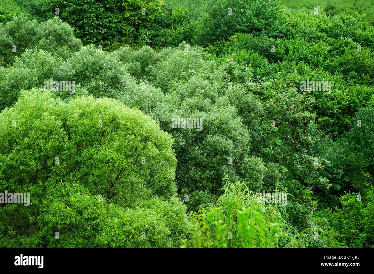 Nature background wallpaper green environment hi-res stock photography ...