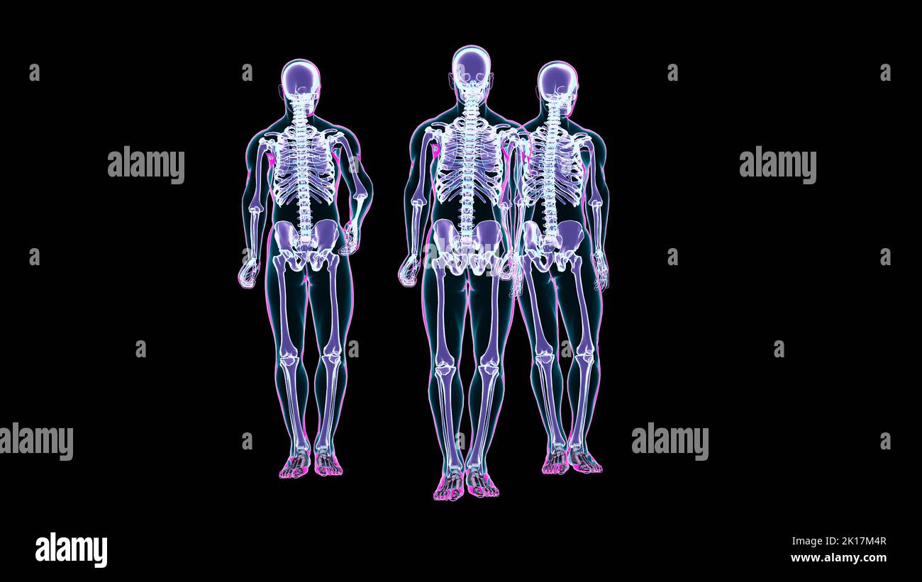 3d digital render male anatomy hi-res stock photography and images - Alamy