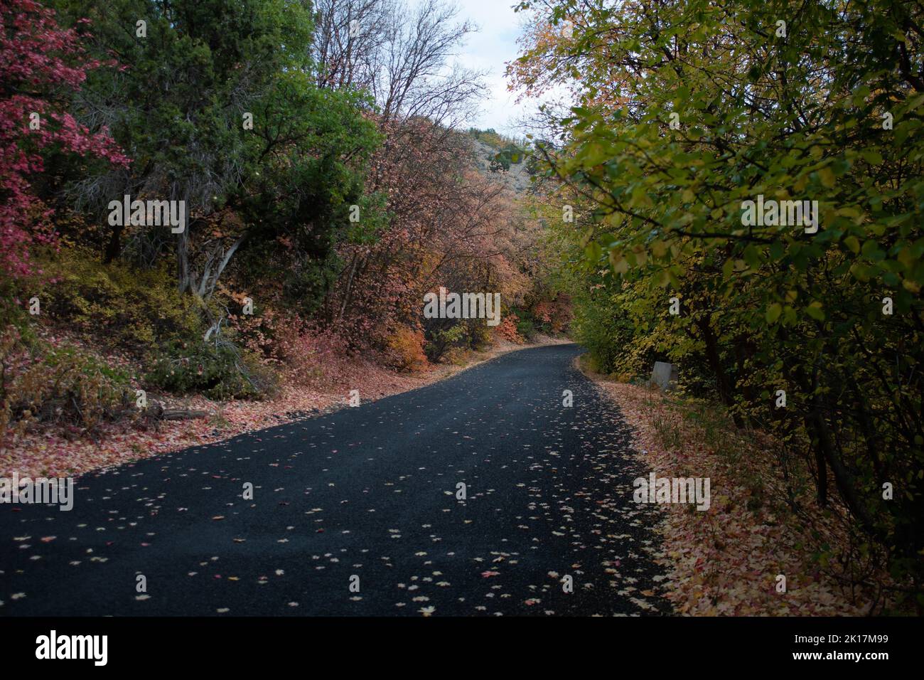 An autumn road in the forest with colorful trees on the sides Stock ...