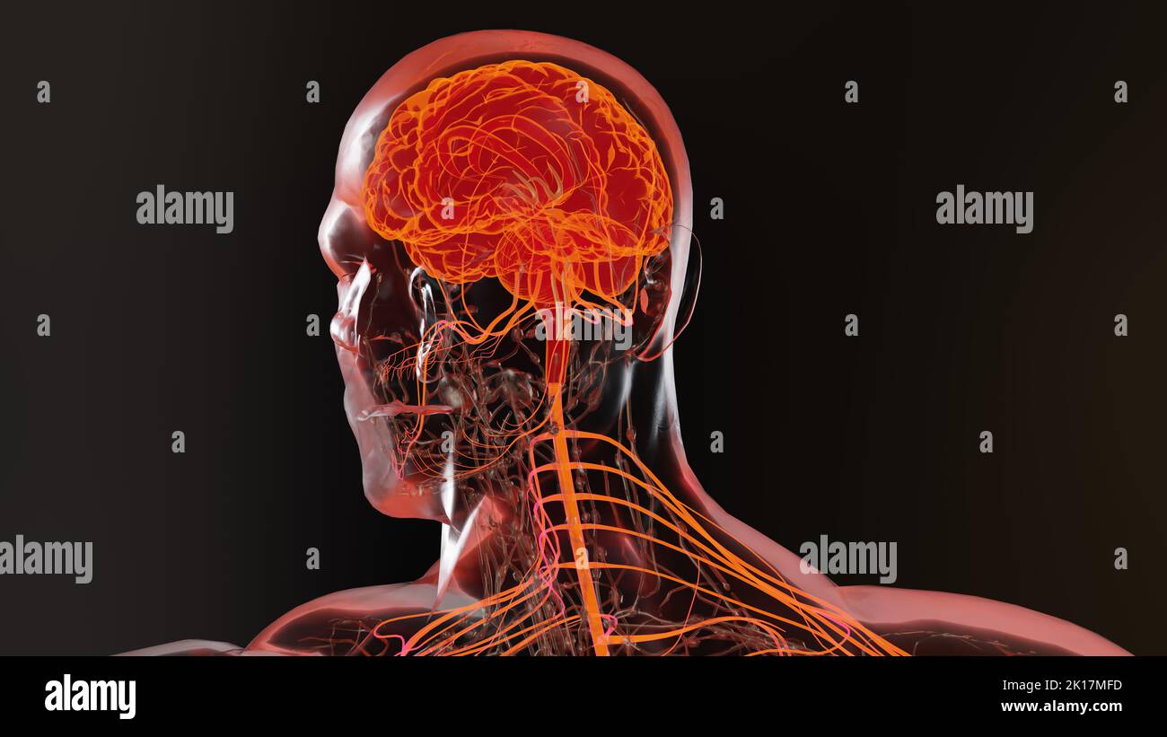 Human brain nervous system anatomy, medical diagram with ...