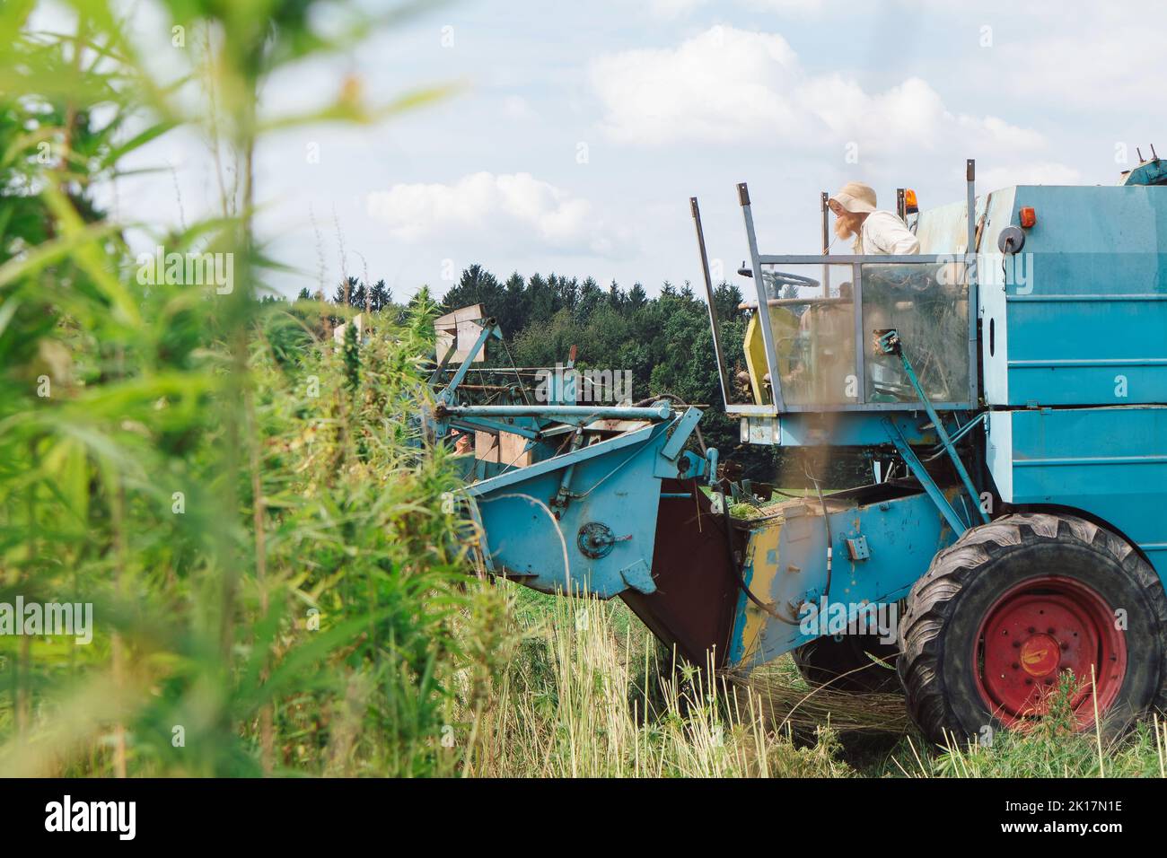 Farmer driving combine harvester collecting industrial hemp flowers on ...