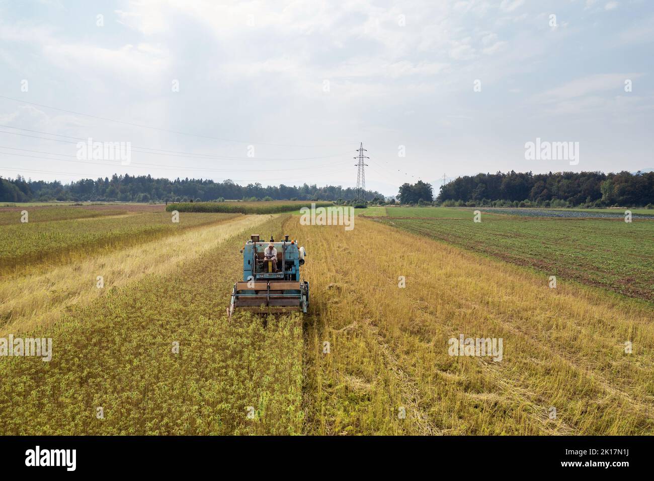 Hemp combine harvester on the farm field collecting cannabis CBD plants ...