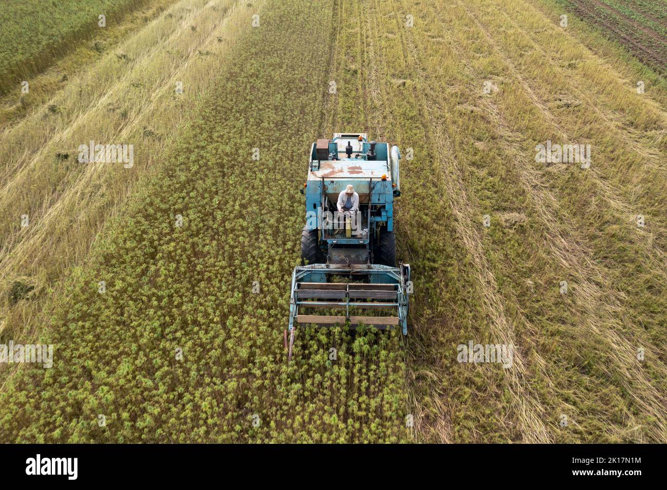 Combine harvester taking off the rich harvest on the industrial hemp ...
