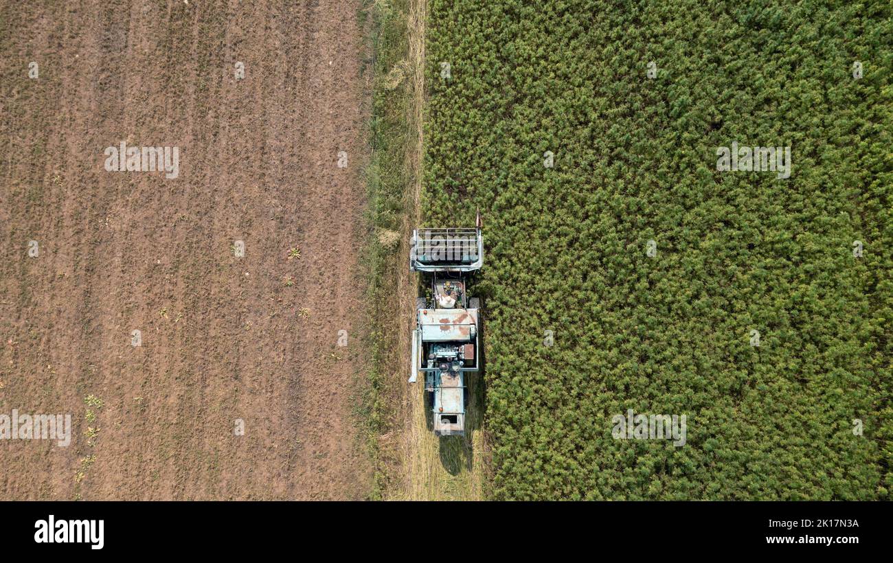 Combine harvester taking off the rich harvest on the industrial hemp ...
