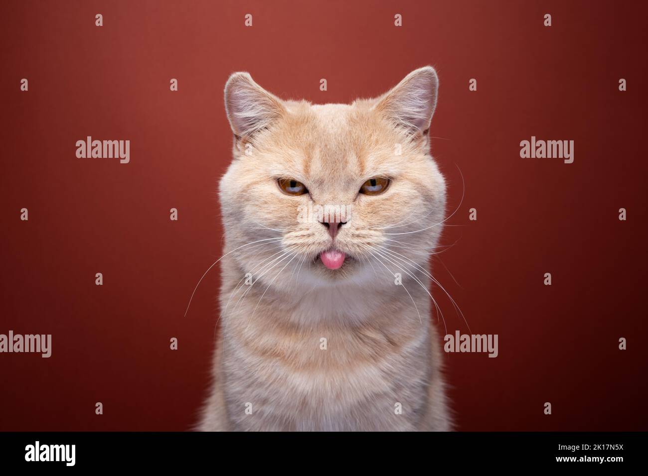 angry ginger british shorthair cat portrait on red background sticking ...