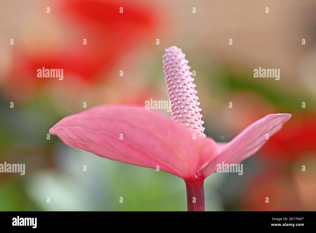 Fresh bright pink anthurium flower in garden setting Stock Photo - Alamy