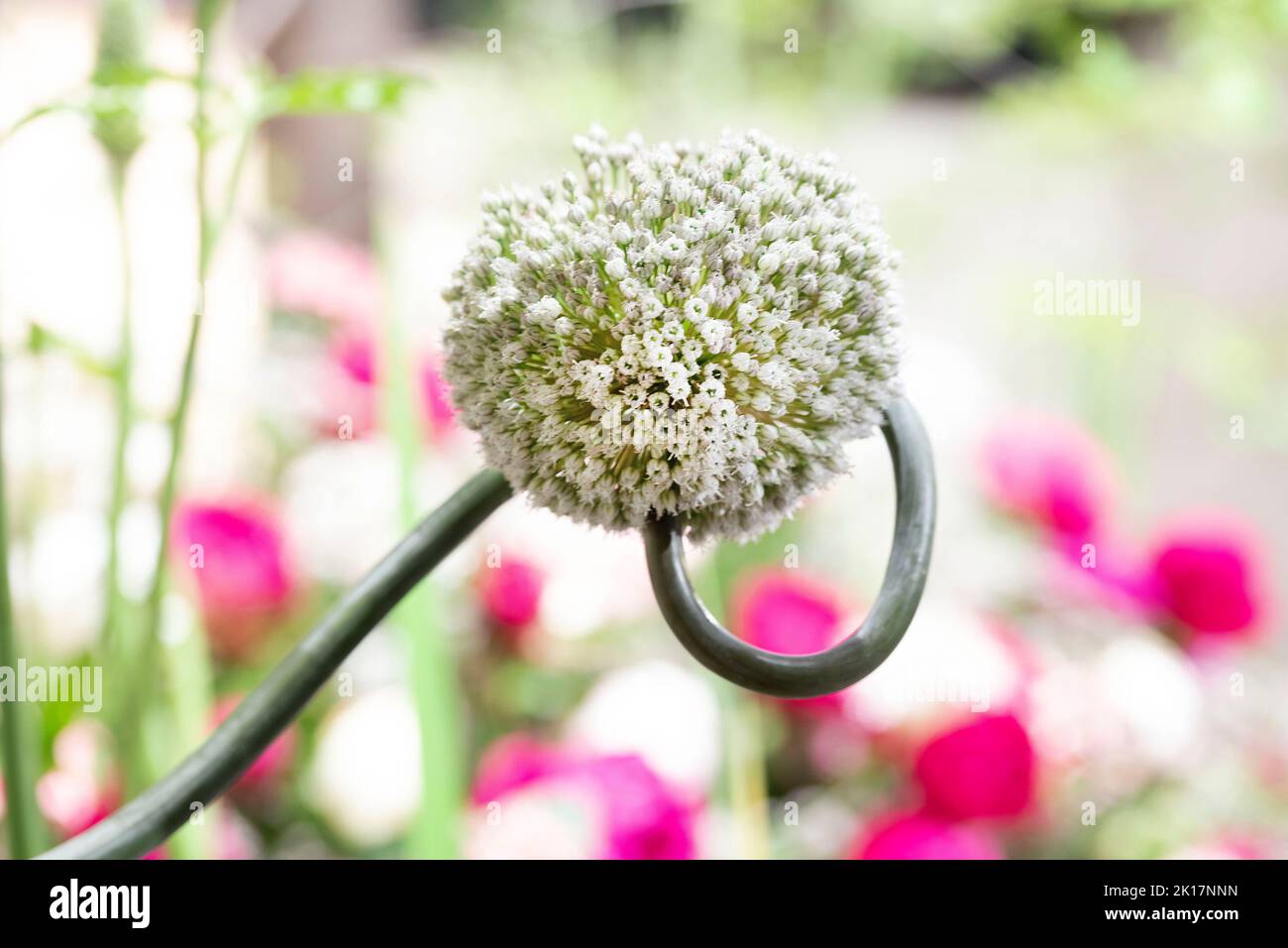 Allium flower in a beautiful flower arrangement Stock Photo - Alamy