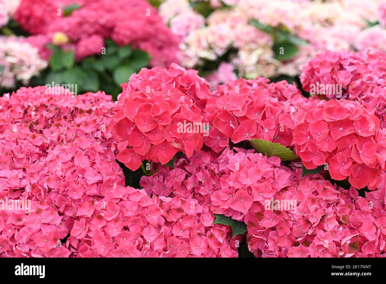 Pink flowering Hydrangea flowers in a garden Stock Photo - Alamy