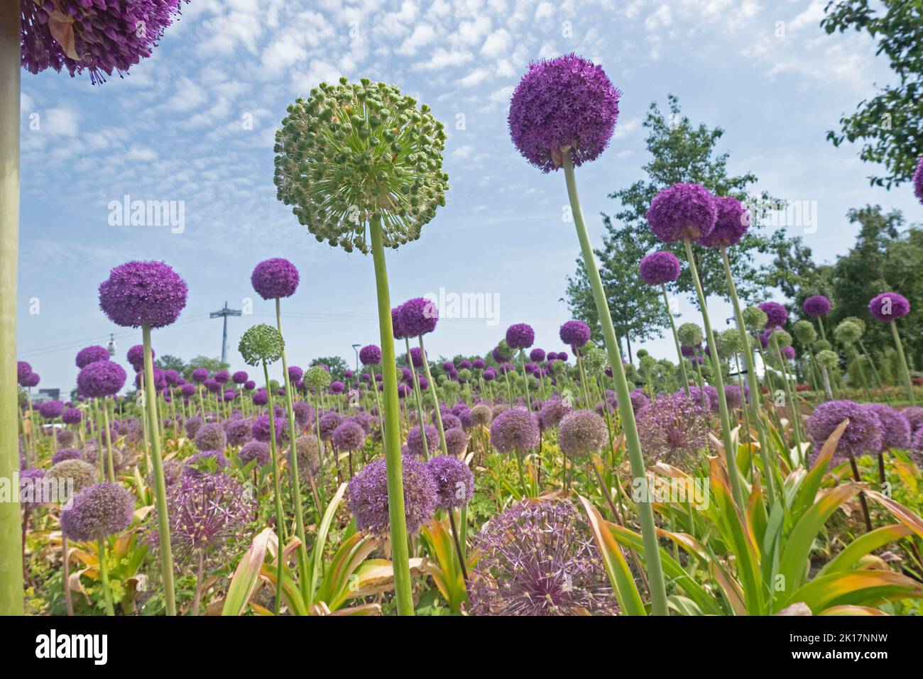 Giant Onion blooming. Field of Allium or ornamental onion Stock Photo ...
