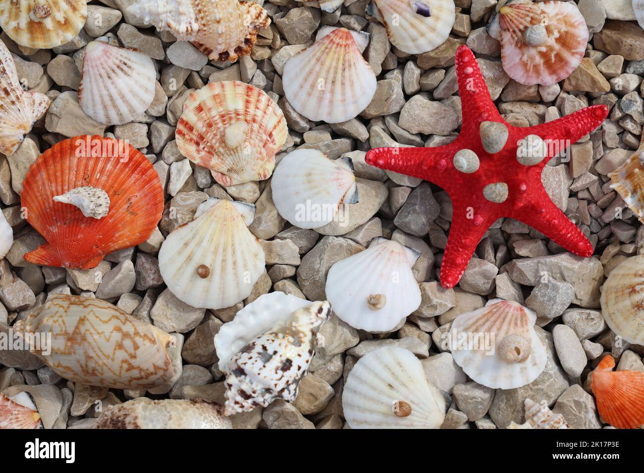 Sand seaweed seashells background hi-res stock photography and images ...