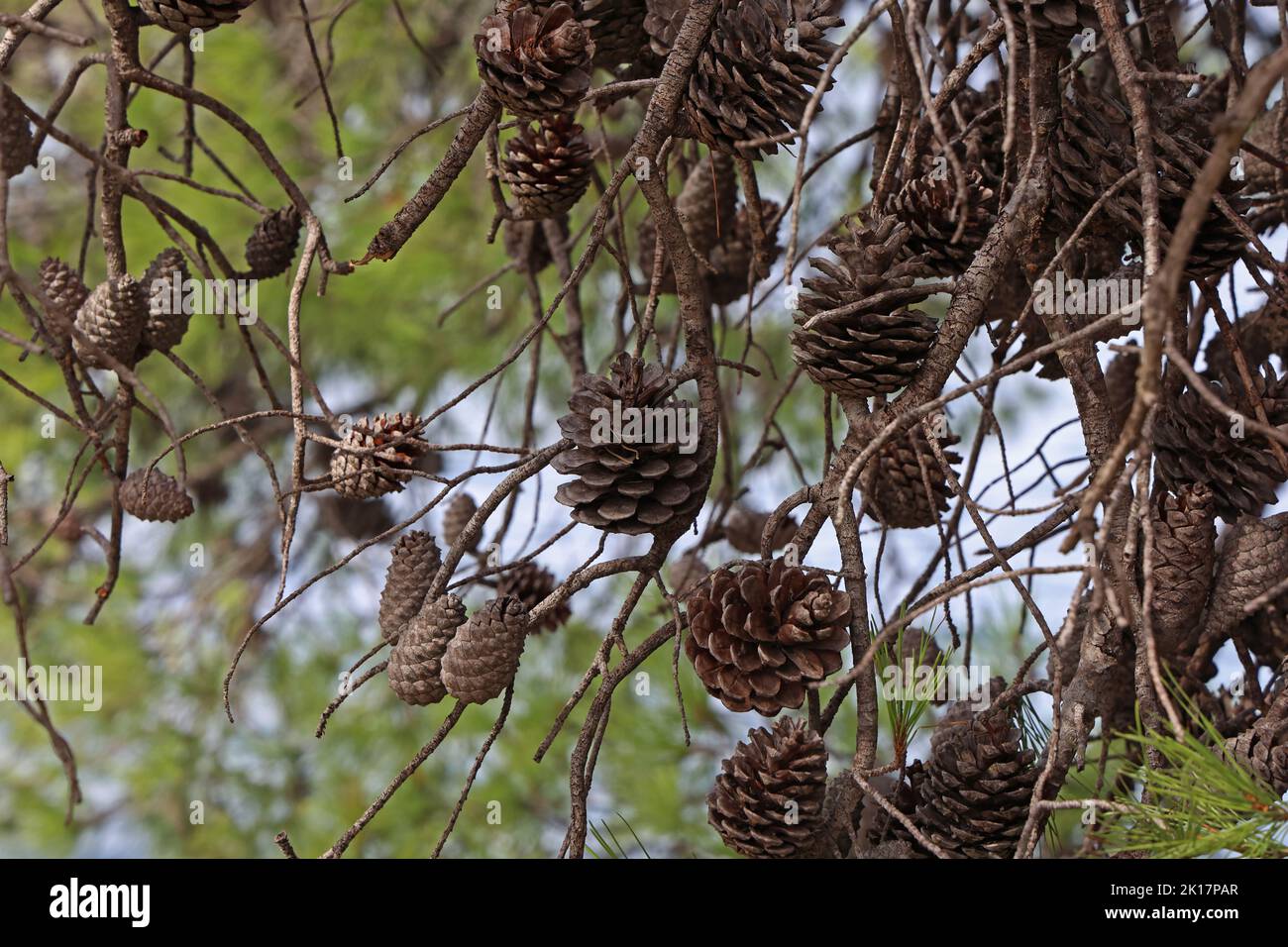 Old dry cones on a pine tree Stock Photo - Alamy
