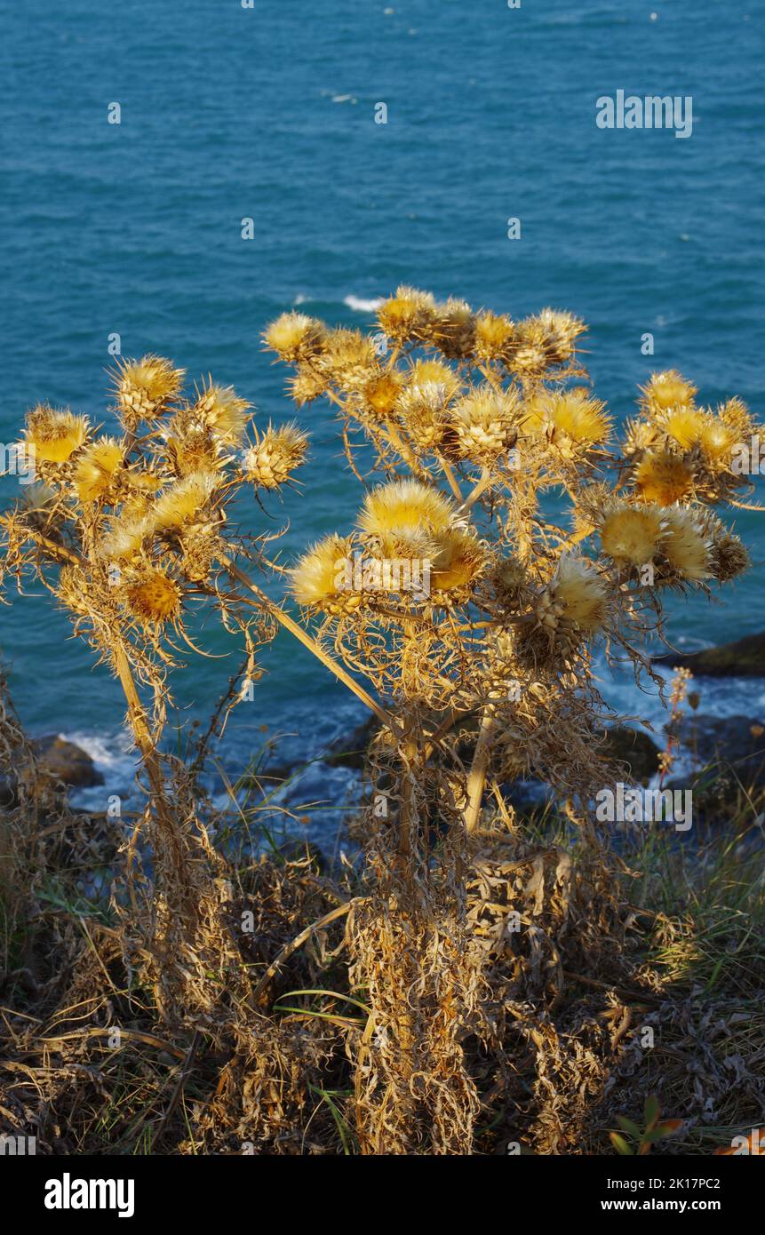 In the foreground, a wild thistle plant illuminated by the warm late ...