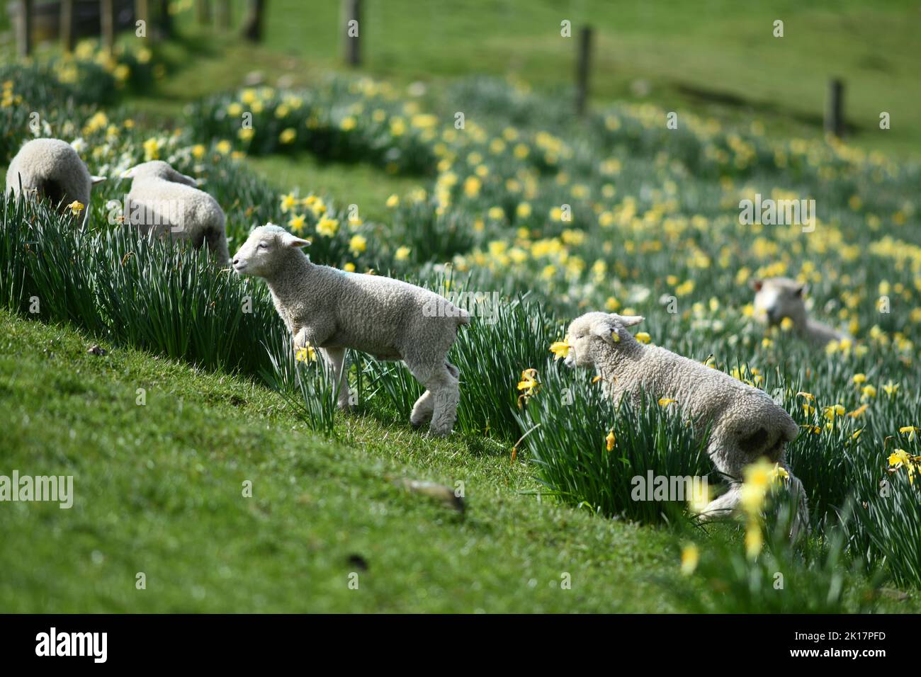 Paddock sheep hi-res stock photography and images - Alamy