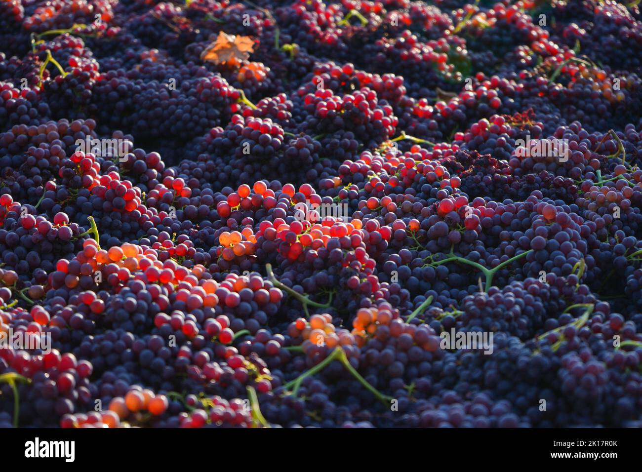 grapes drying in the sunlight at a winery in Greece Stock Photo - Alamy