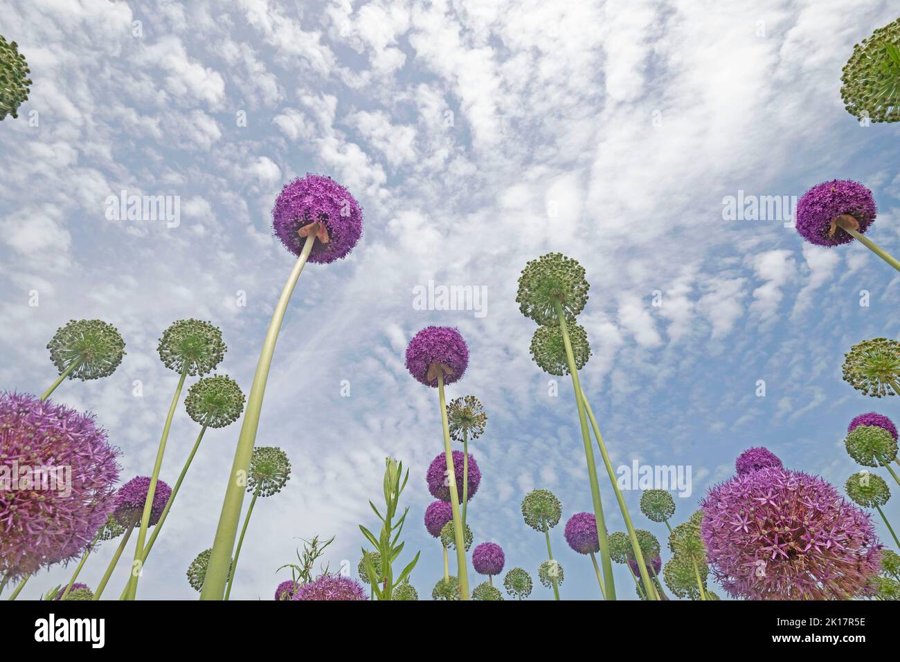 Giant Onion blooming. Field of Allium or ornamental onion Stock Photo ...