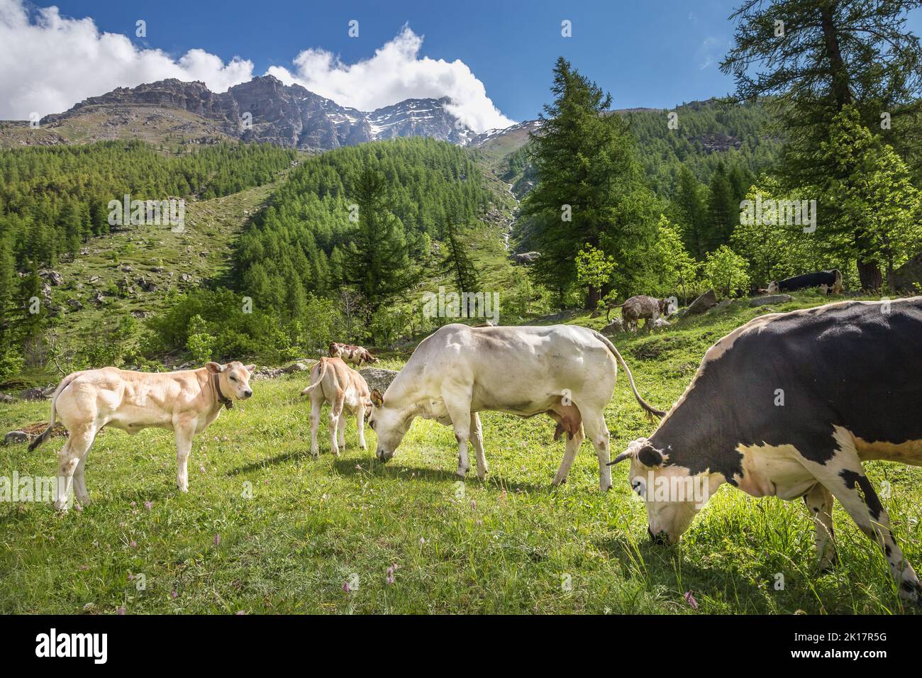 Swiss cows in the alpine landscape, Gran Paradiso, Northern Italy Stock ...