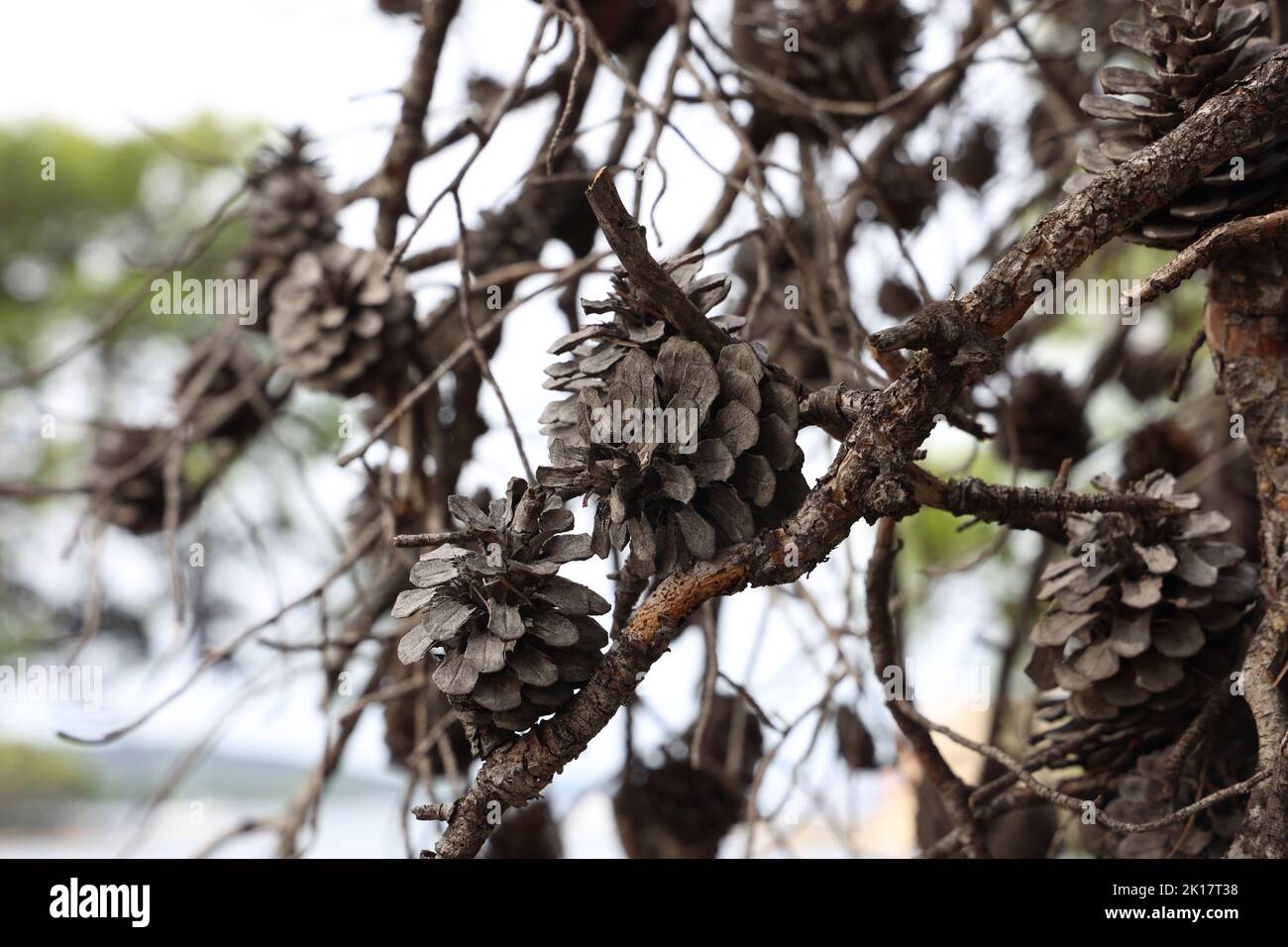 Old dry cones on a pine tree Stock Photo - Alamy
