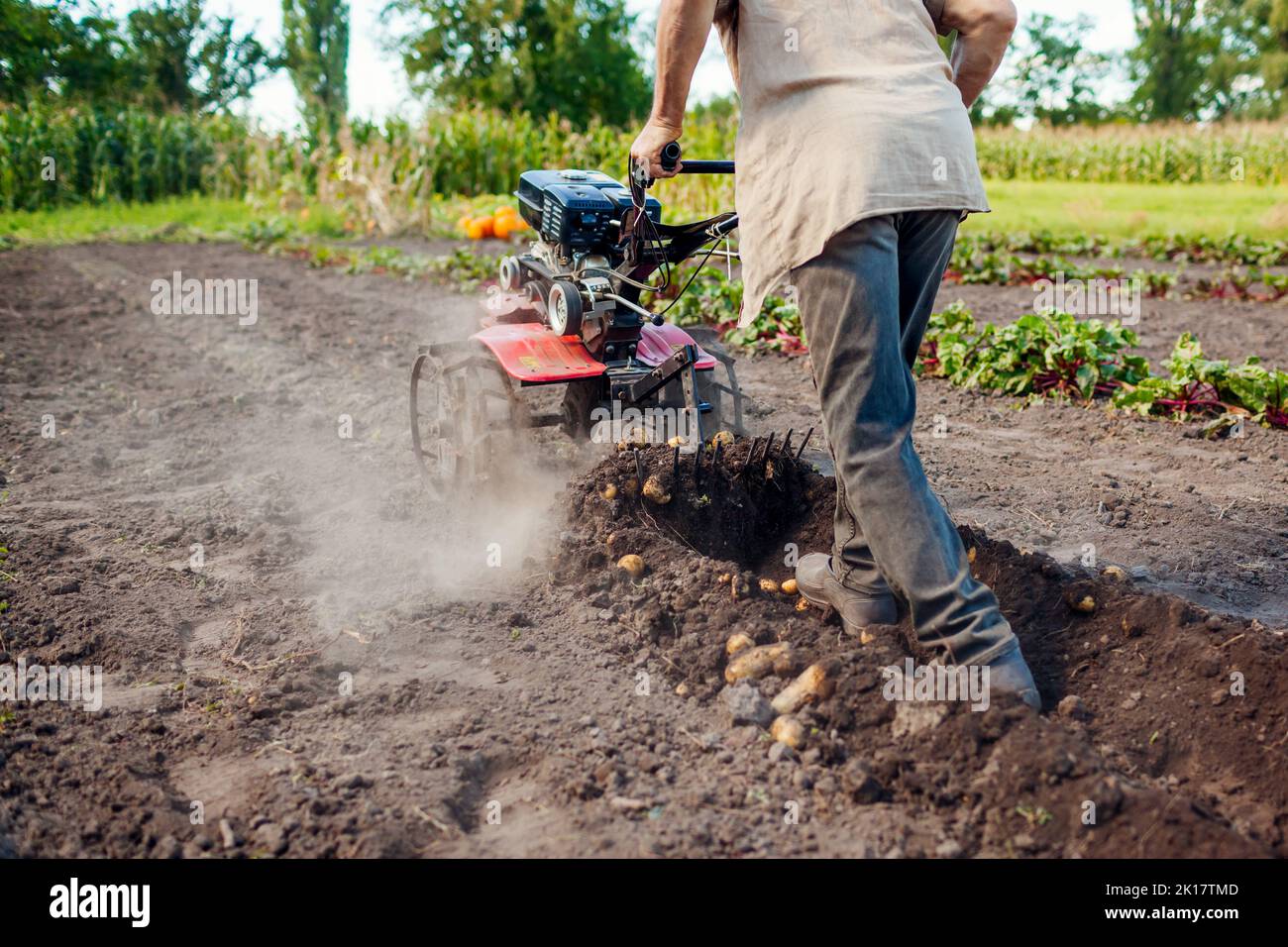 Farmer driving small tractor for soil cultivation and potato digging ...