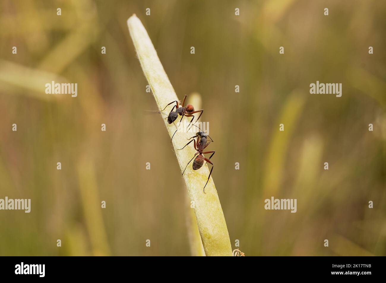 Ants obstacle hi-res stock photography and images - Alamy