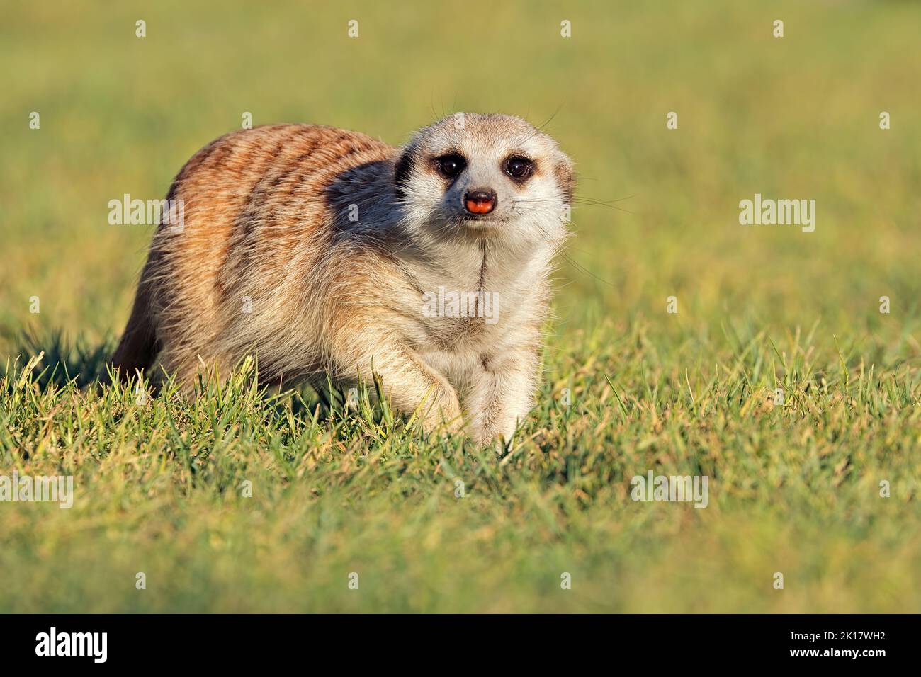 An alert meerkat (Suricata suricatta) foraging in grass, South Africa ...