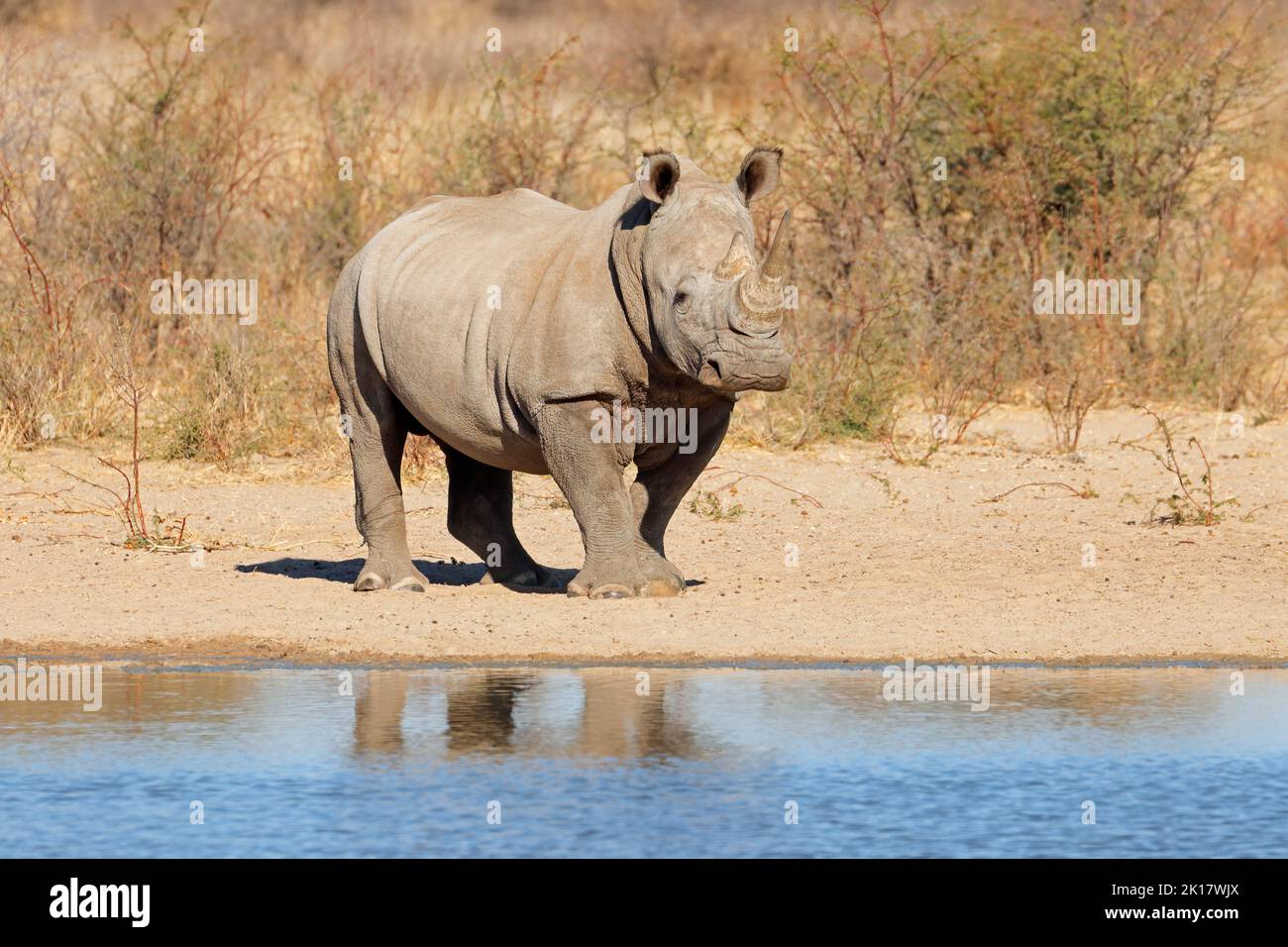 A white rhinoceros (Ceratotherium simum) at a waterhole, South Africa ...