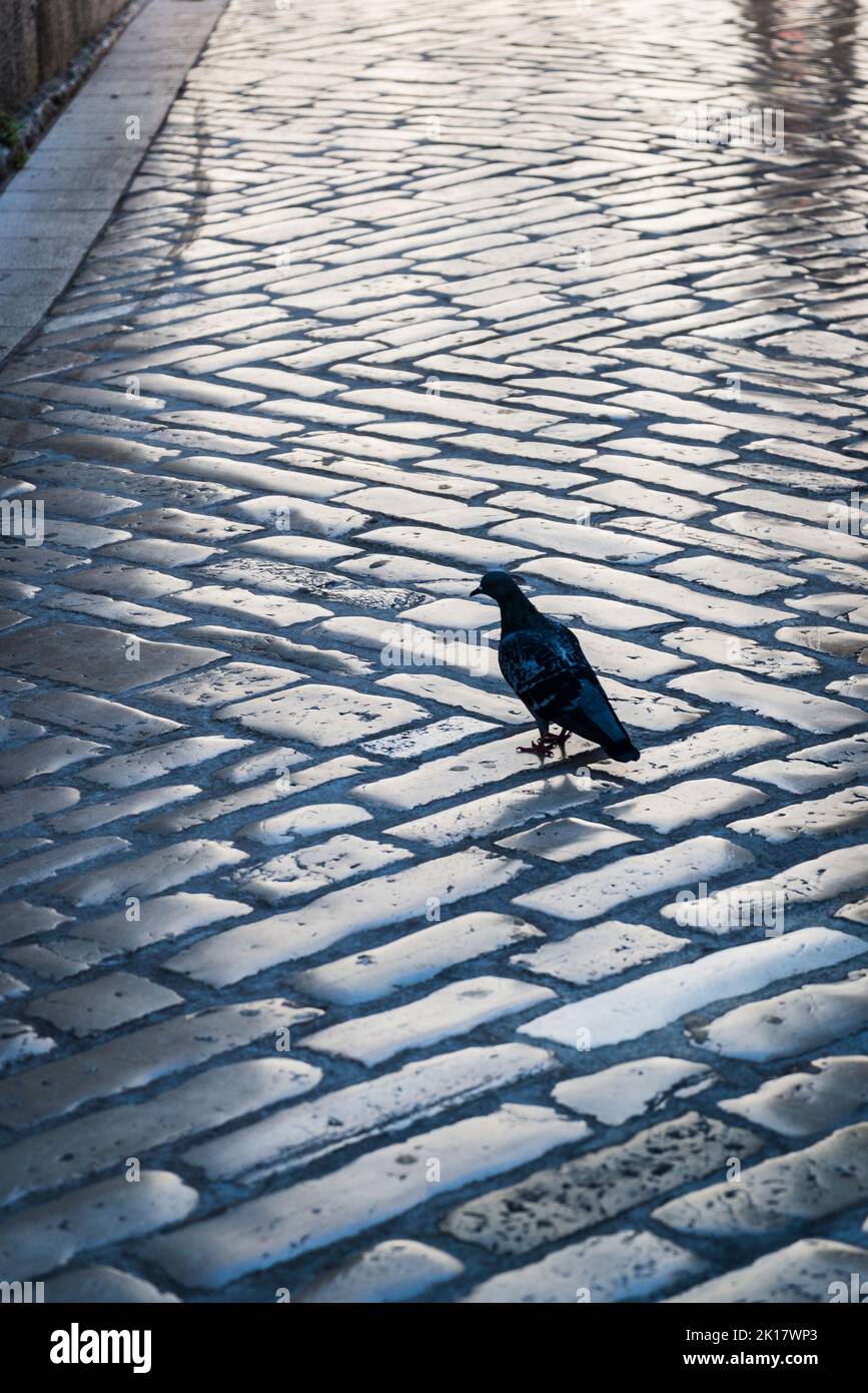Good pigeon bird hi-res stock photography and images - Alamy