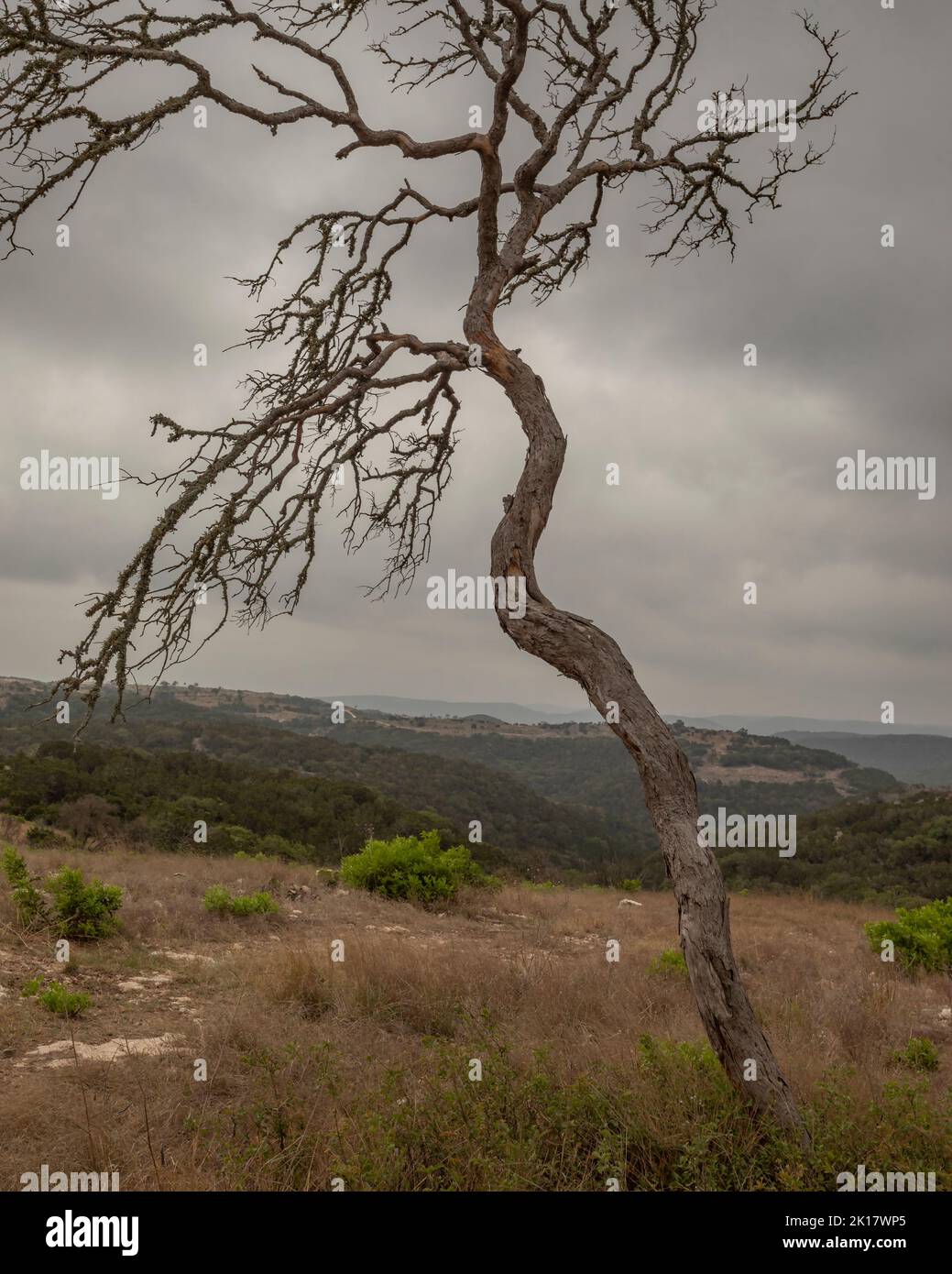Dead mesquite tree in hill country in remote Texas Stock Photo - Alamy