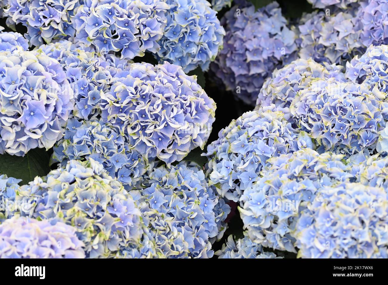 Blue flowering Hydrangea flowers in a garden Stock Photo - Alamy