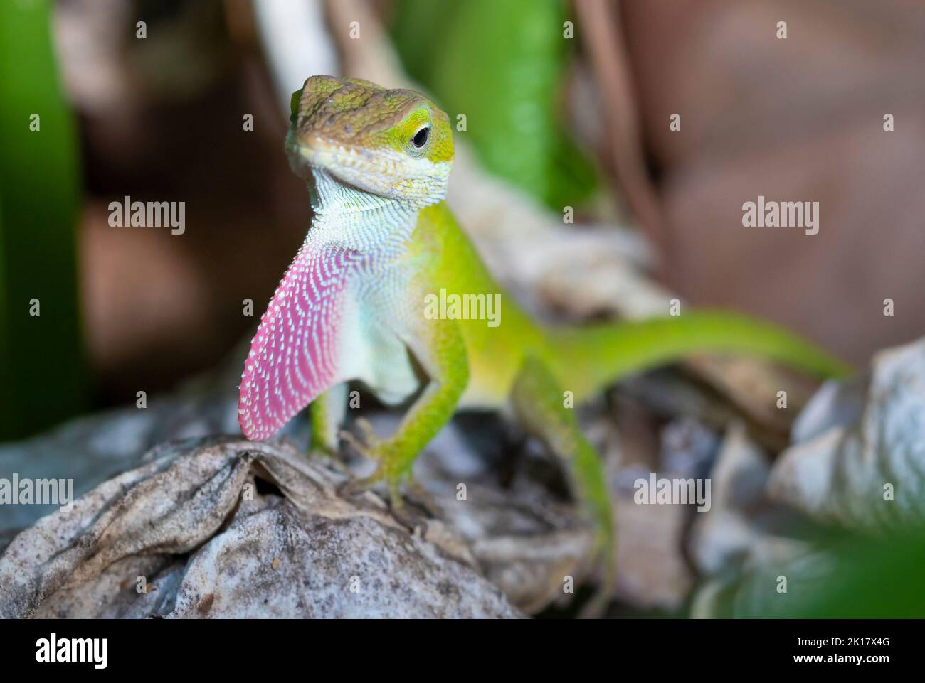 Red neck to attract a gecko mate in North Carolina Stock Photo - Alamy