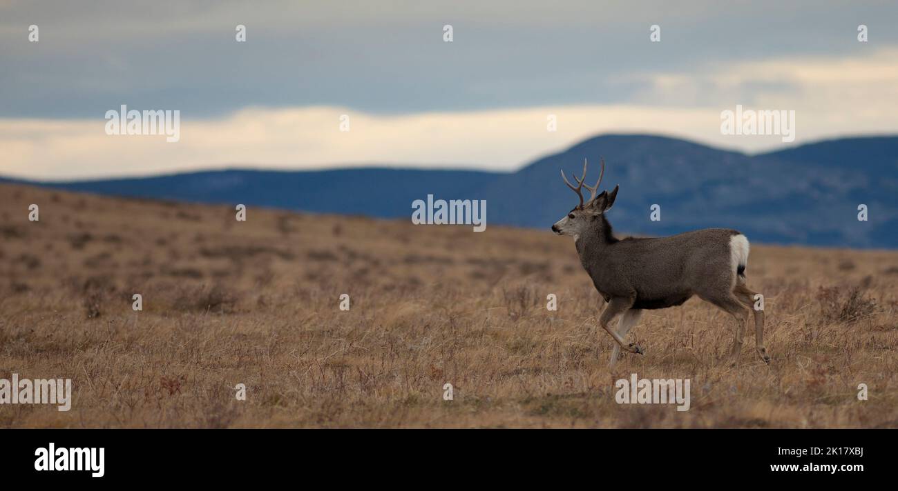 Hills and clouds behind a young mule deer buck in Montana Stock Photo ...