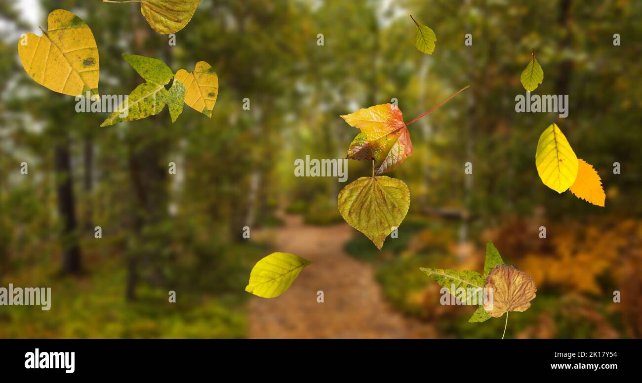 Image of multiple autumn leaves falling in seamless loop over out of ...