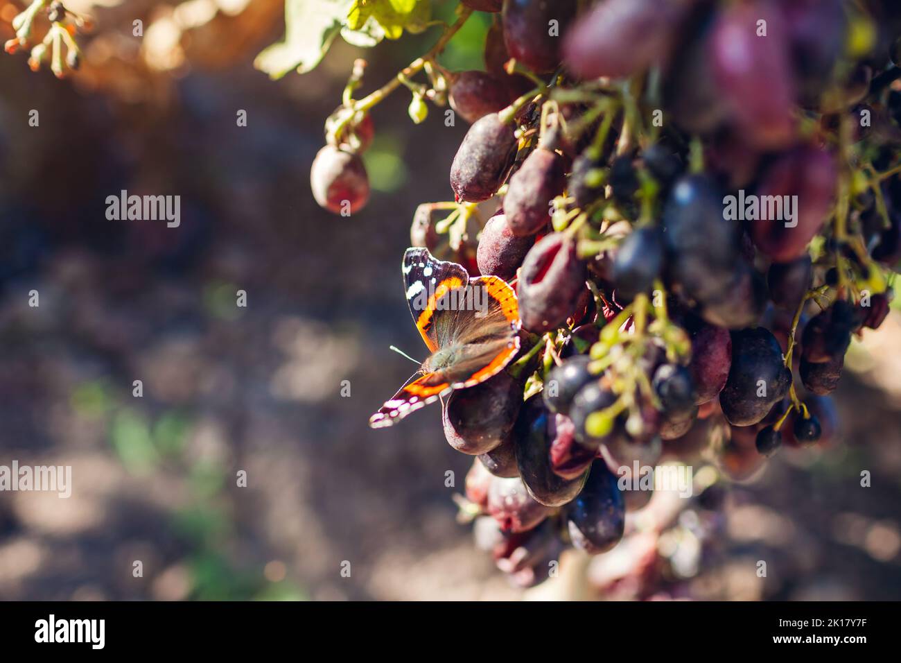 Close up of butterfly eating sucking delight grapes in autumn garden ...