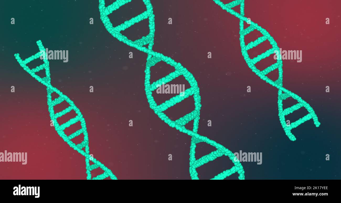 Image of multiple glowing green 3D double helix DNA strands spinning on ...