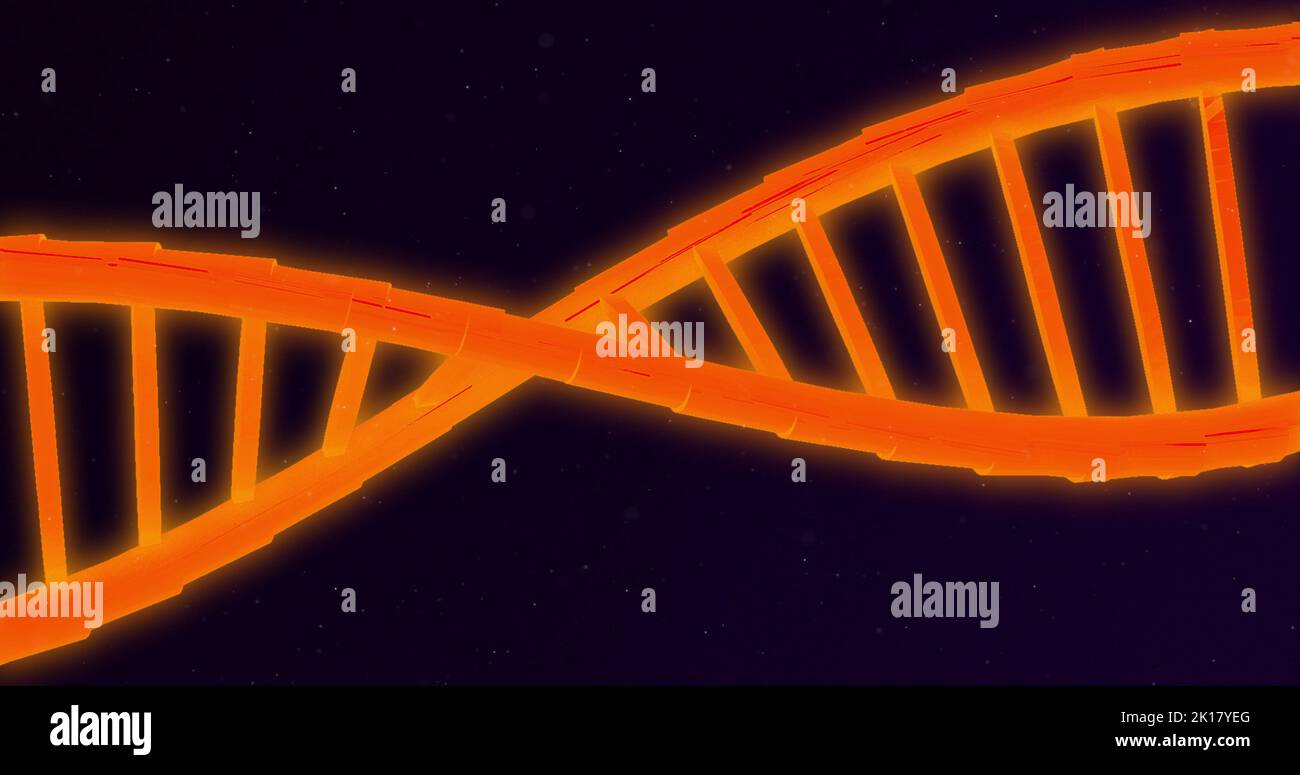 Image of orange glowing 3D double helix DNA strand spinning on black ...
