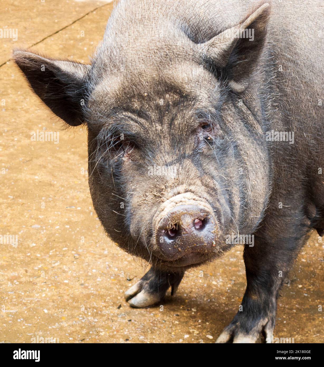 Pig face hi-res stock photography and images - Alamy