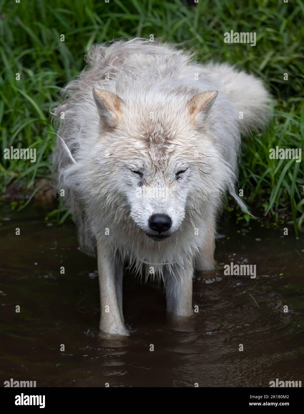 Arctic wolf closeup walking in a small pond in a meadow in spring in ...