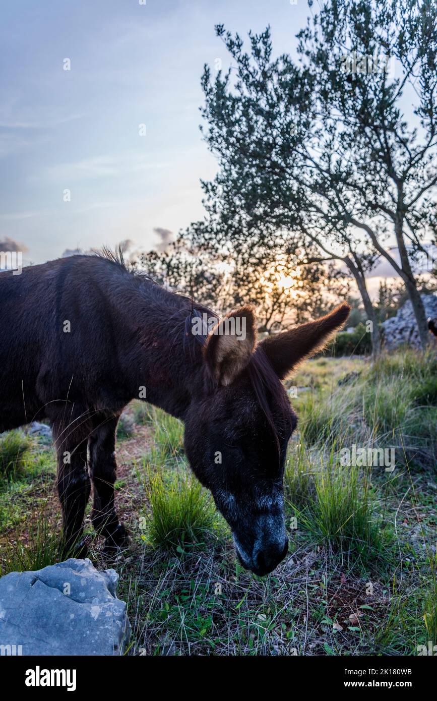 Donkey grazing, Island of Iz, Zadar archipelago, Dalmatia, Croatia ...