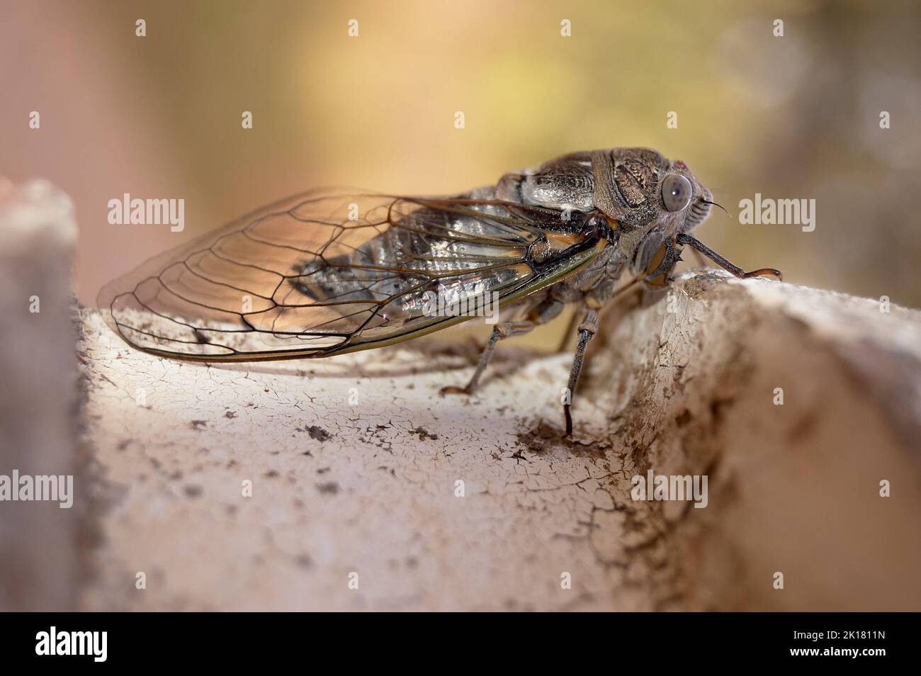 Insect T. auletes - Megatibicen auletes - giant cicada Stock Photo - Alamy