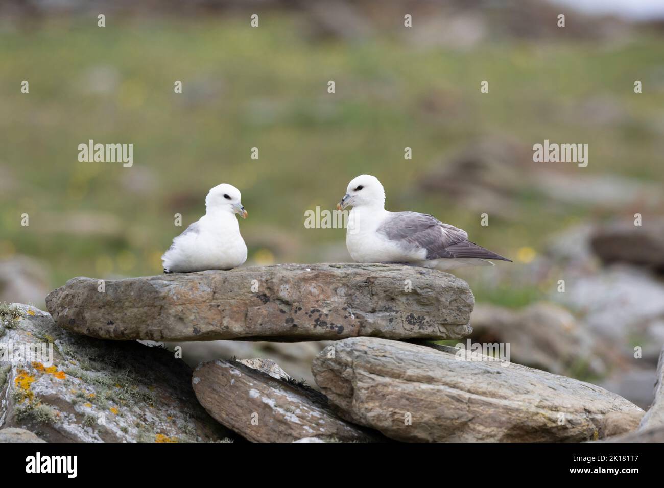 The northern fulmar (Fulmarus glacialis), fulmar, or Arctic fulmar ...